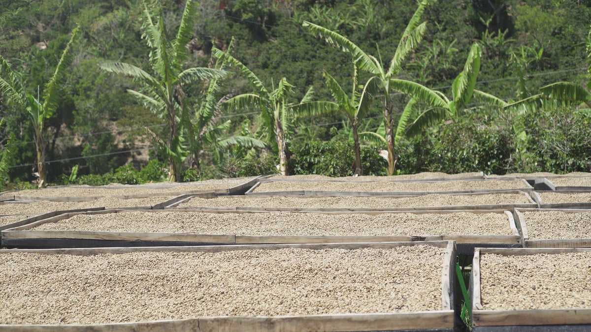 Specialty Coffee Nuggets to Strong Espresso Blends – SUPREMO COFFEE