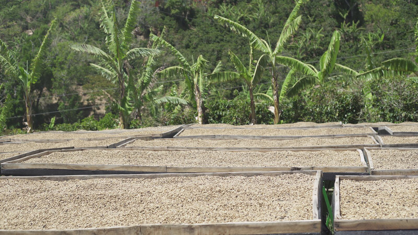 Specialty Coffee Nuggets to Strong Espresso Blends – SUPREMO COFFEE